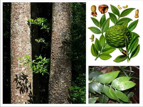 Pohon Damar (Agathis dammara) Pohon Asli Indonesia, Penghias Jalan ...